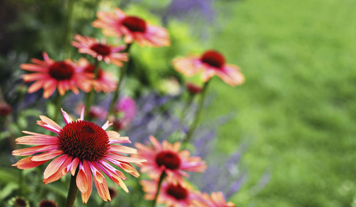 5 Best Perennials To Grow In Colorado