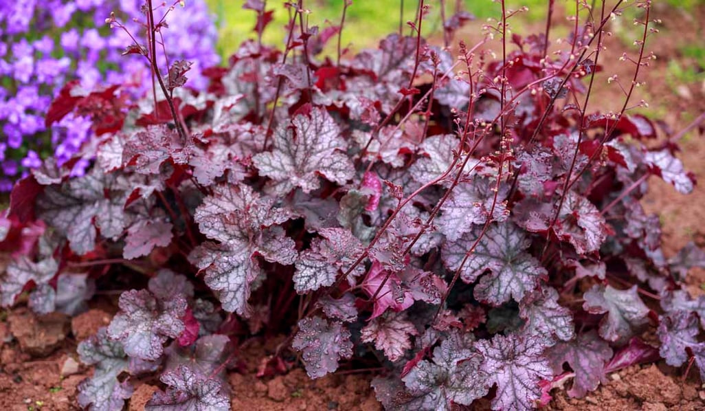 5 Best Perennials To Grow In Colorado