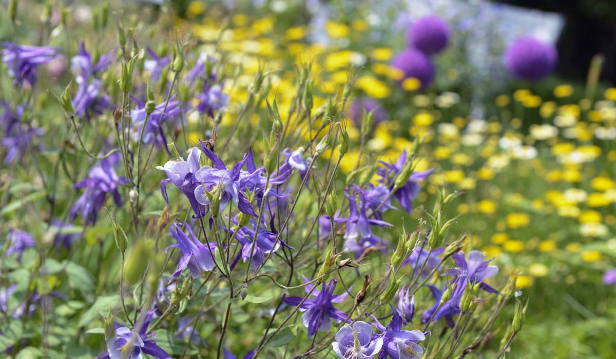 5 Best Perennials To Grow In Colorado