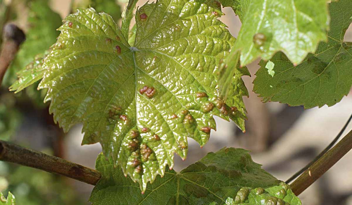 6 Common Garden Pests In Colorado