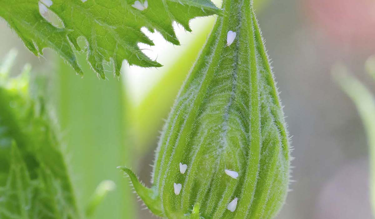 6 Common Garden Pests In Colorado
