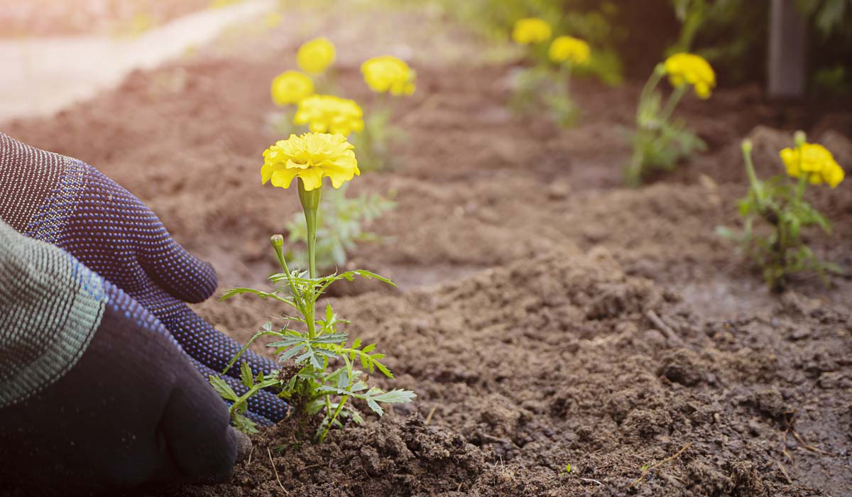 8 Easiest Annuals To Grow In Colorado