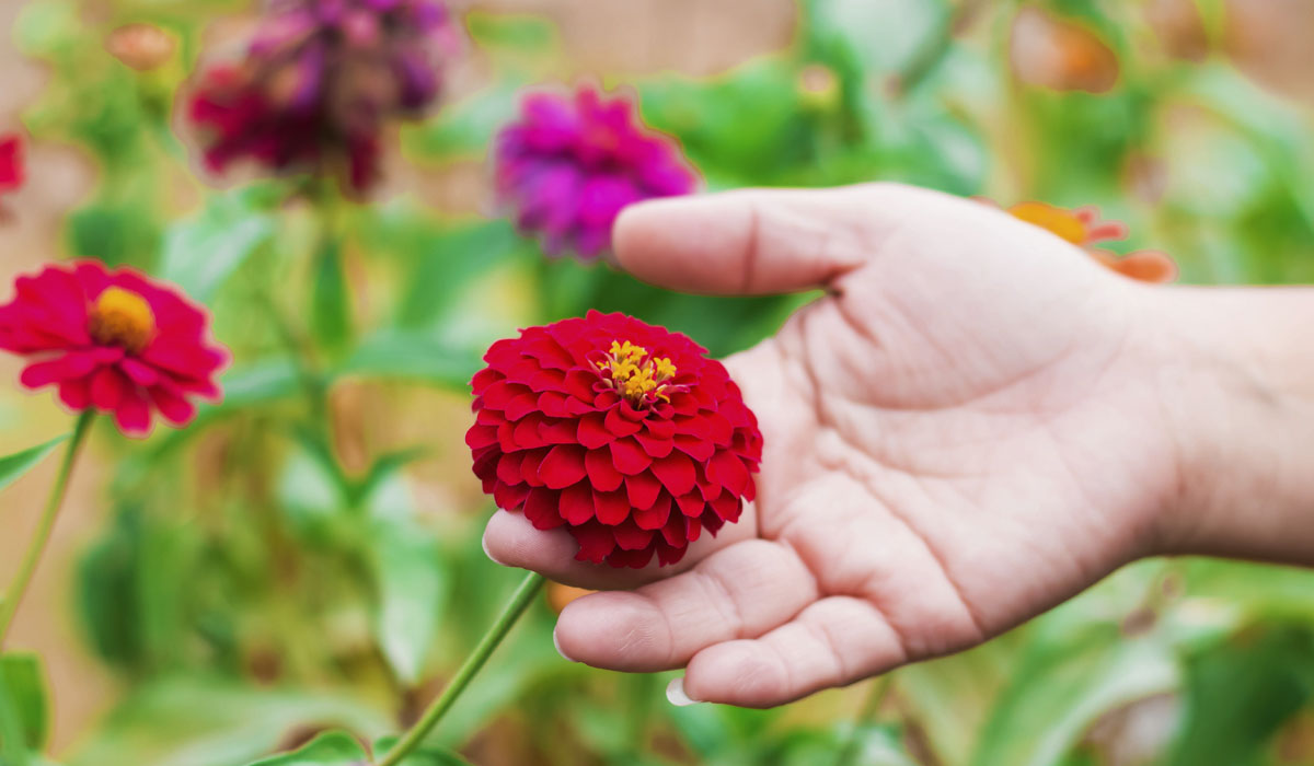 8 Easiest Annuals To Grow In Colorado