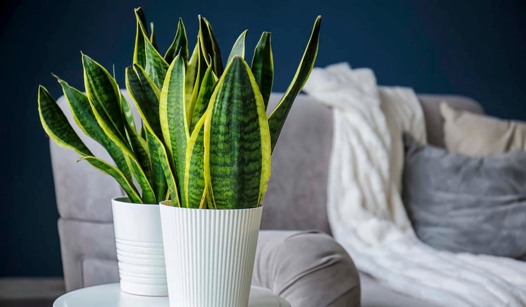 A Beginner's Guide To Indoor Plants