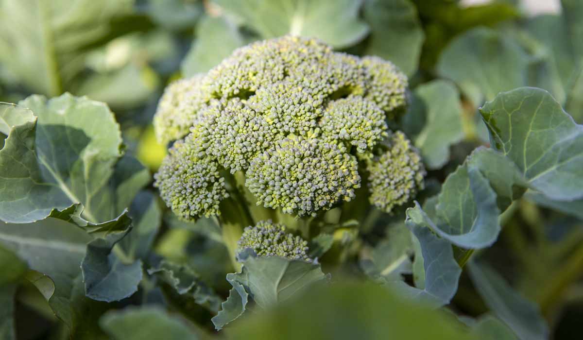 14 Cool Season Vegetables For Your Colorado Garden
