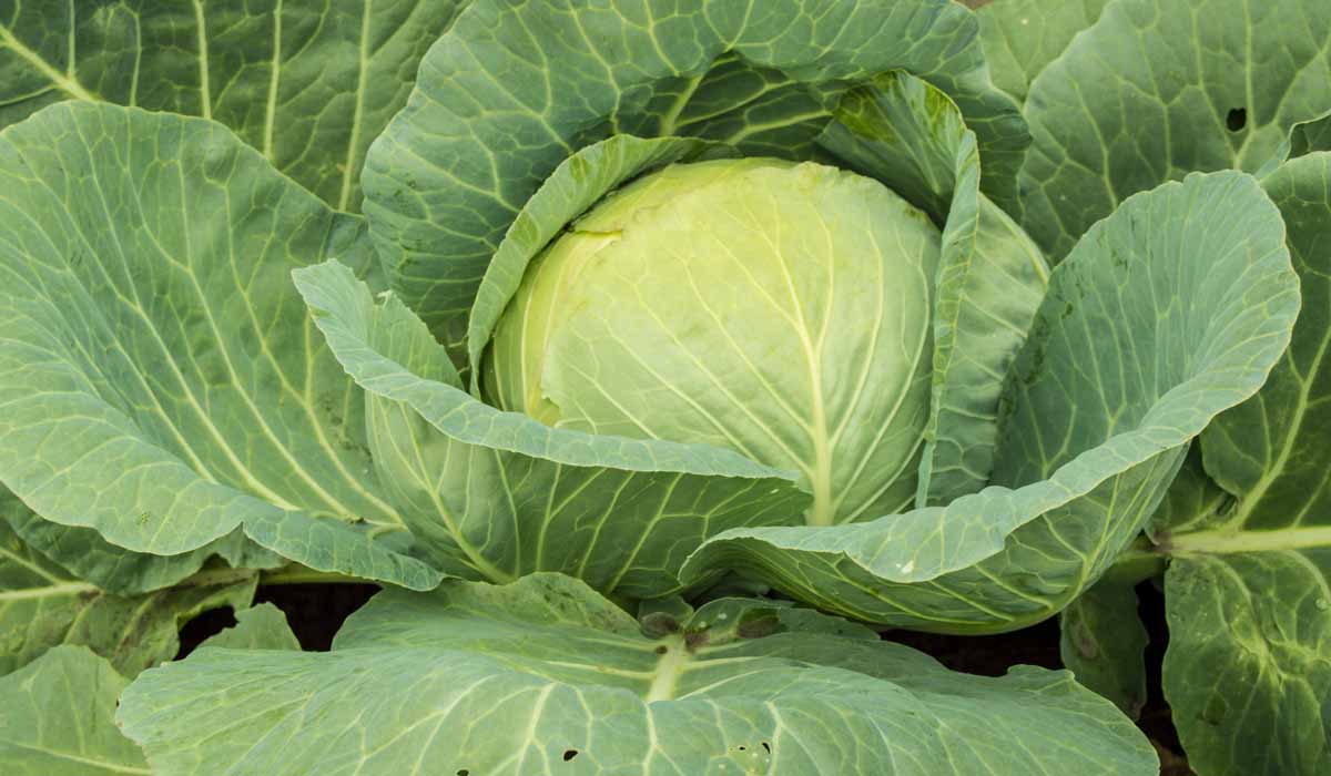 14 Cool Season Vegetables For Your Colorado Garden