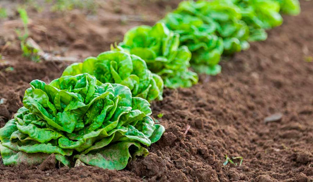 14 Cool Season Vegetables For Your Colorado Garden