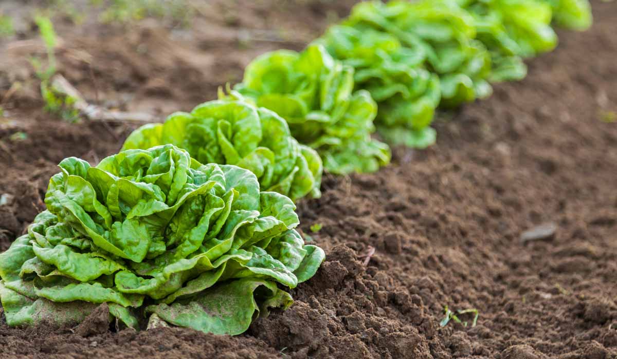 14 Cool Season Vegetables For Your Colorado Garden