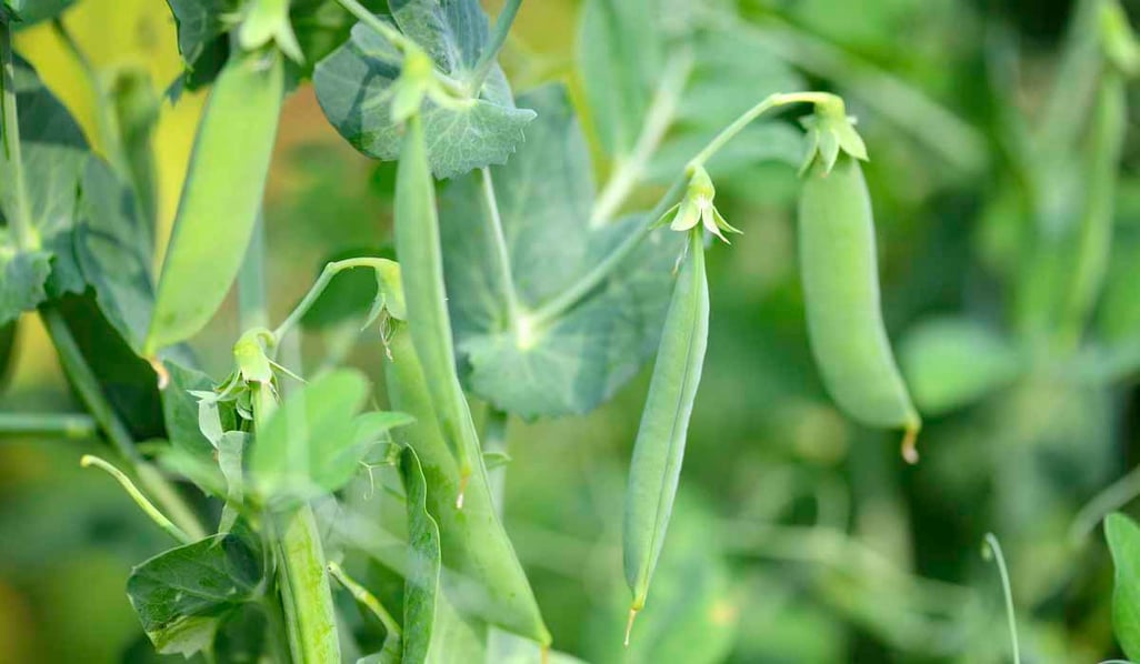 14 Cool Season Vegetables For Your Colorado Garden