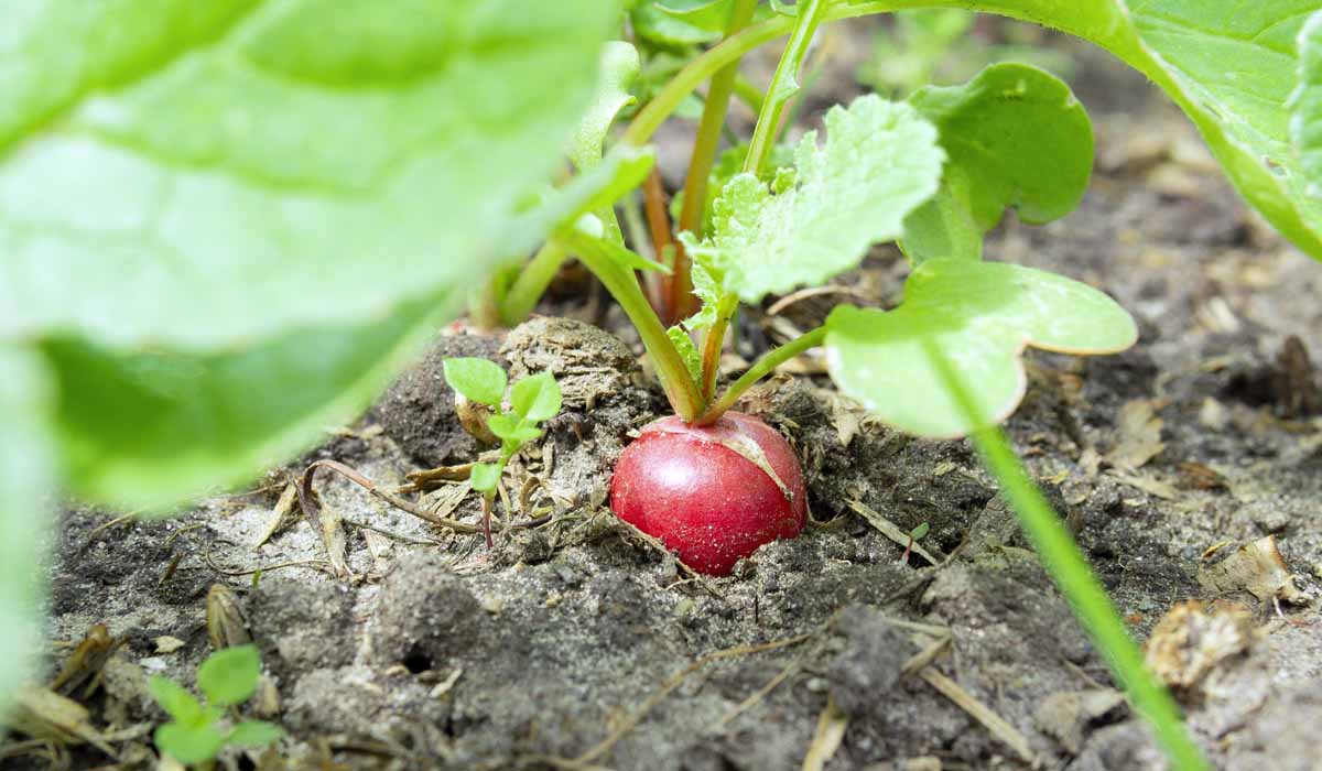 14 Cool Season Vegetables For Your Colorado Garden