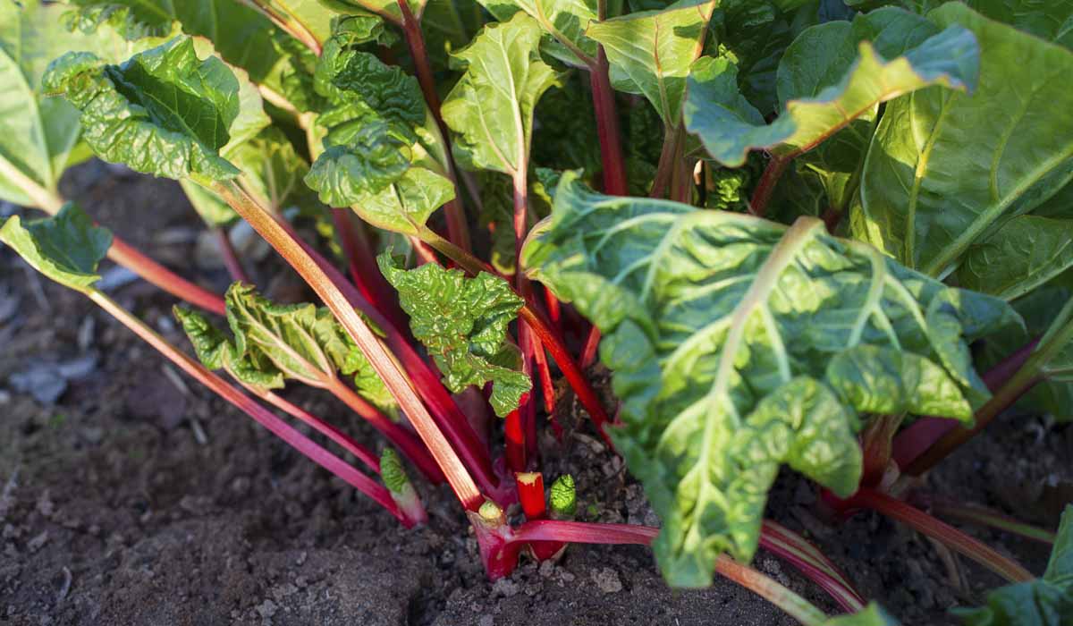 14 Cool Season Vegetables For Your Colorado Garden