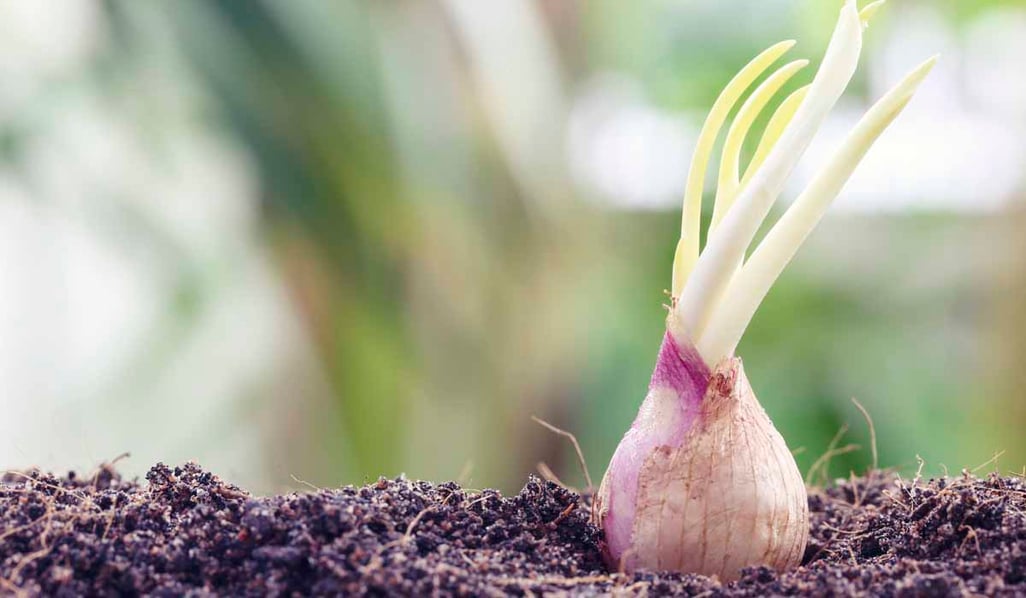 14 Cool Season Vegetables For Your Colorado Garden