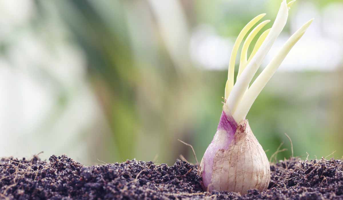 14 Cool Season Vegetables For Your Colorado Garden