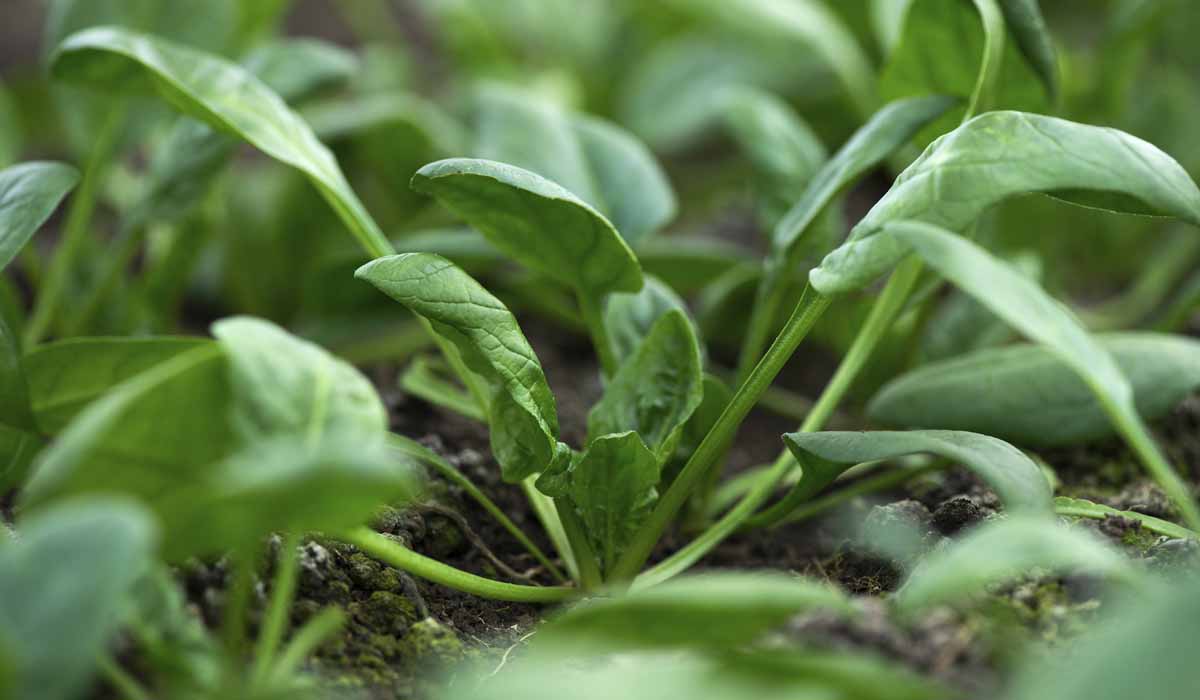 14 Cool Season Vegetables For Your Colorado Garden