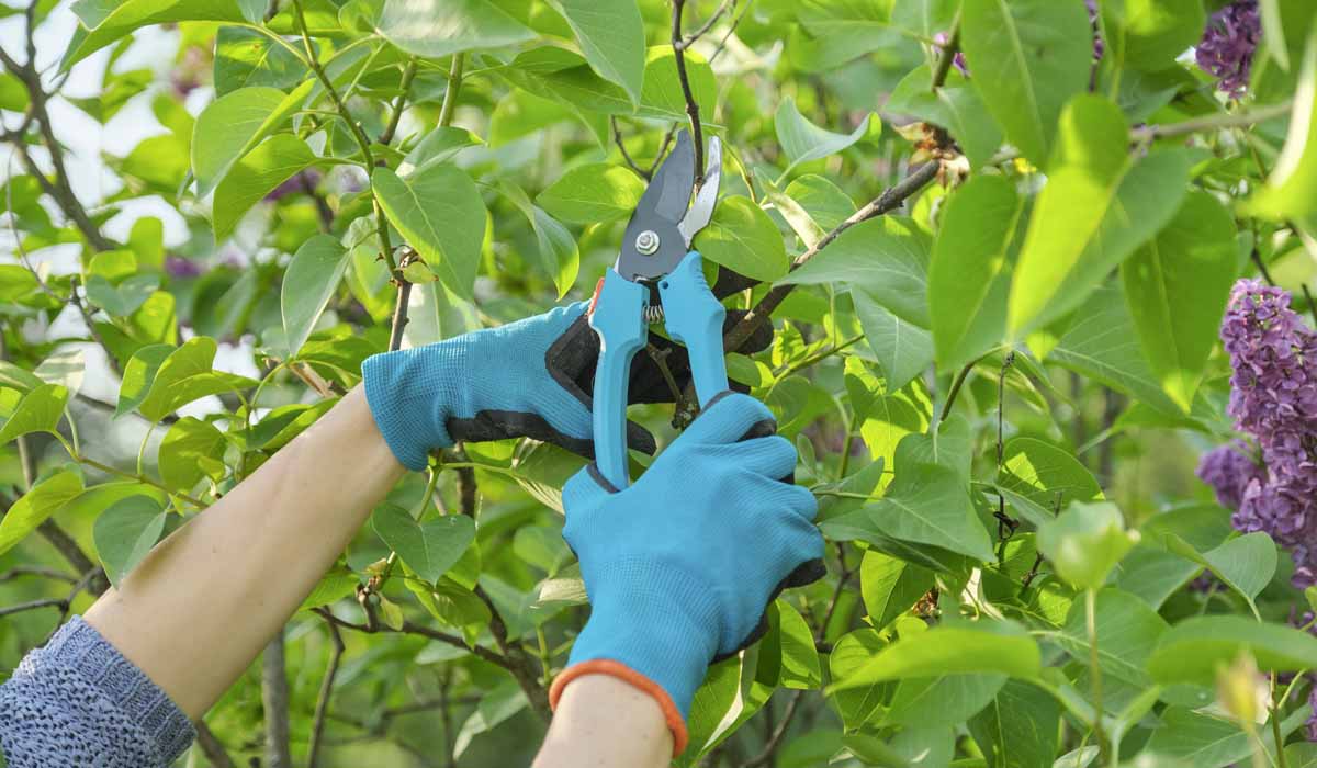 Gardener's Monthly Checklist For May