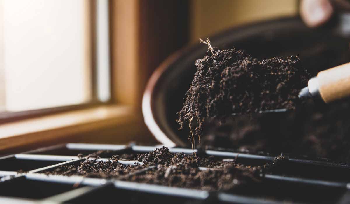 How To Start Seedlings At Home In 4 Easy Steps
