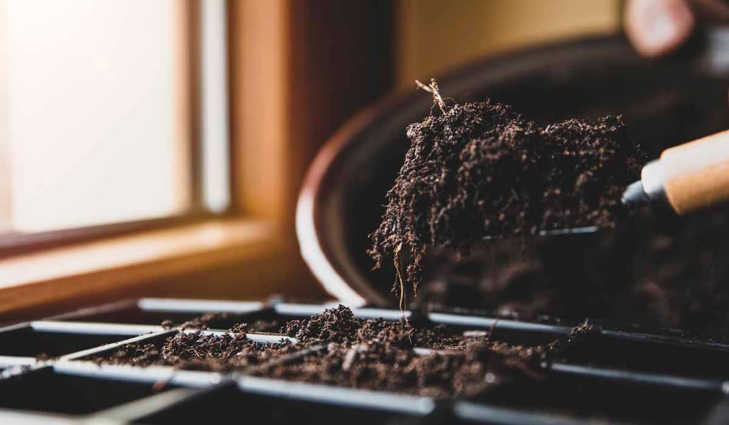 How To Start Seedlings At Home In 4 Easy Steps