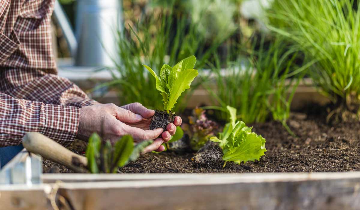 Tips To Plan Your Spring Garden