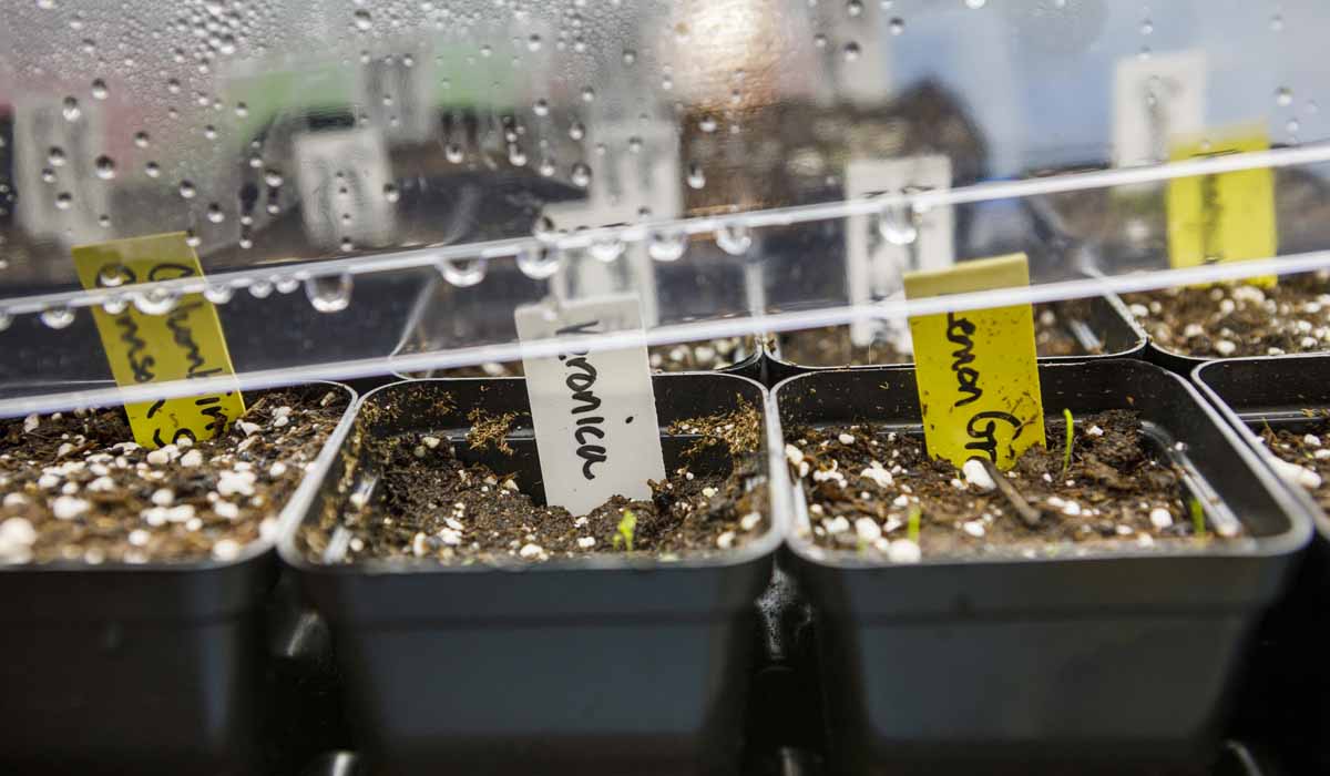 How To Start Seedlings At Home In 4 Easy Steps