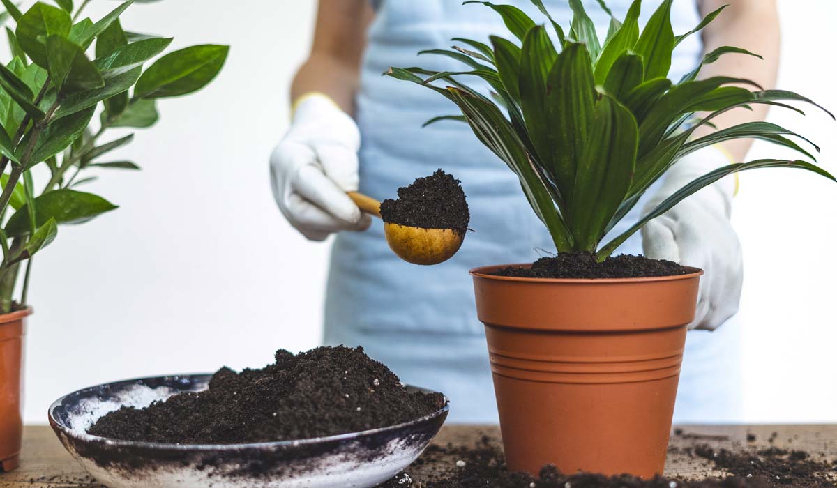 How To Repot A Plant In 5 Easy Steps