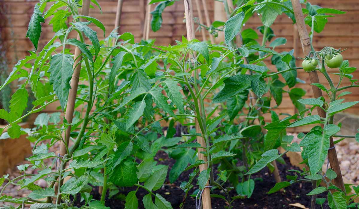 Beginner's Guide To Tomato Plants