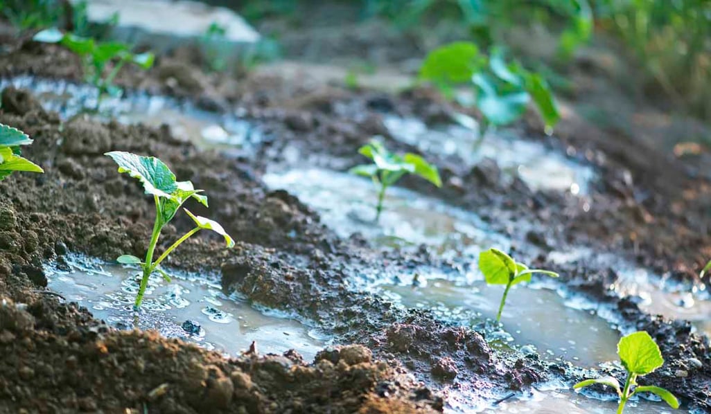 Gardener's Monthly Checklist For May