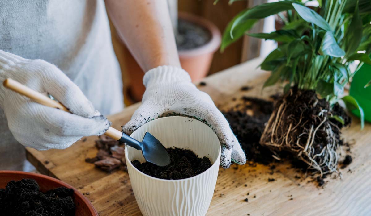 How To Repot A Plant In 5 Easy Steps
