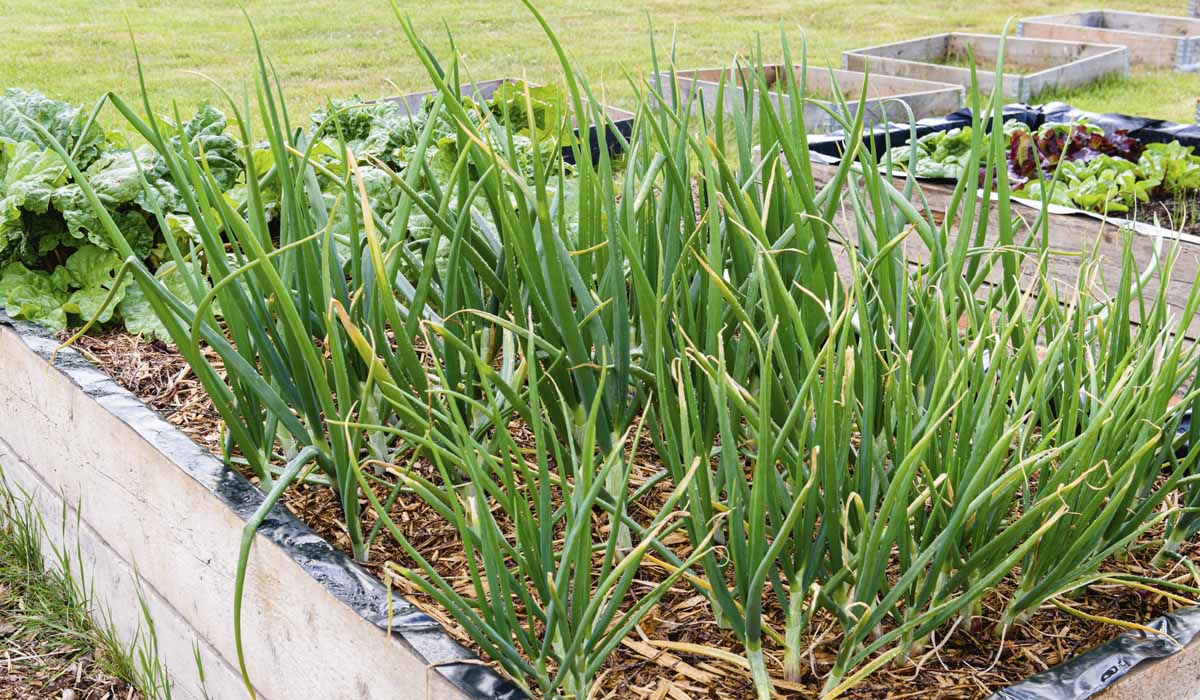 What Vegetables Should I Plant In A Raised Garden Bed In Colorado?
