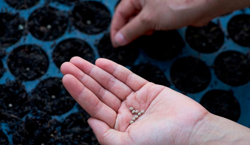 How To Start Seedlings At Home In 4 Easy Steps