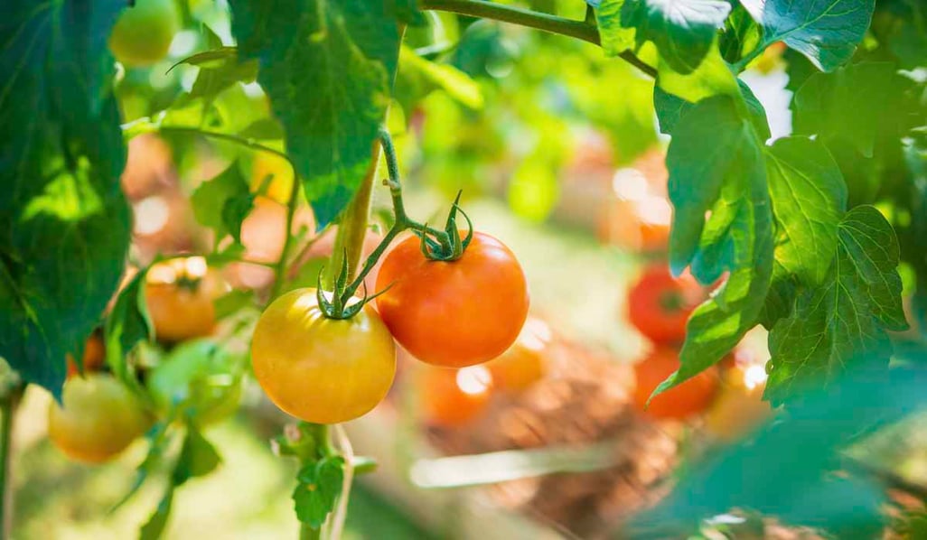Beginner's Guide To Tomato Plants