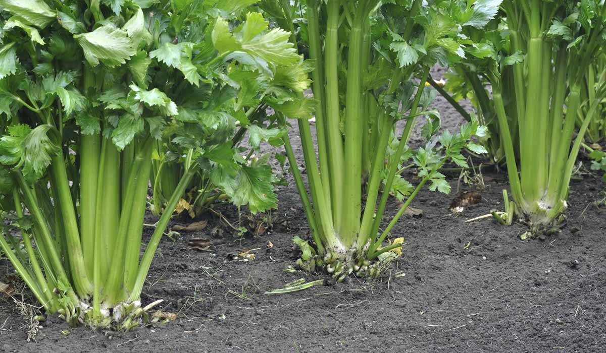 13 Warm Season Vegetables For Your Colorado Garden