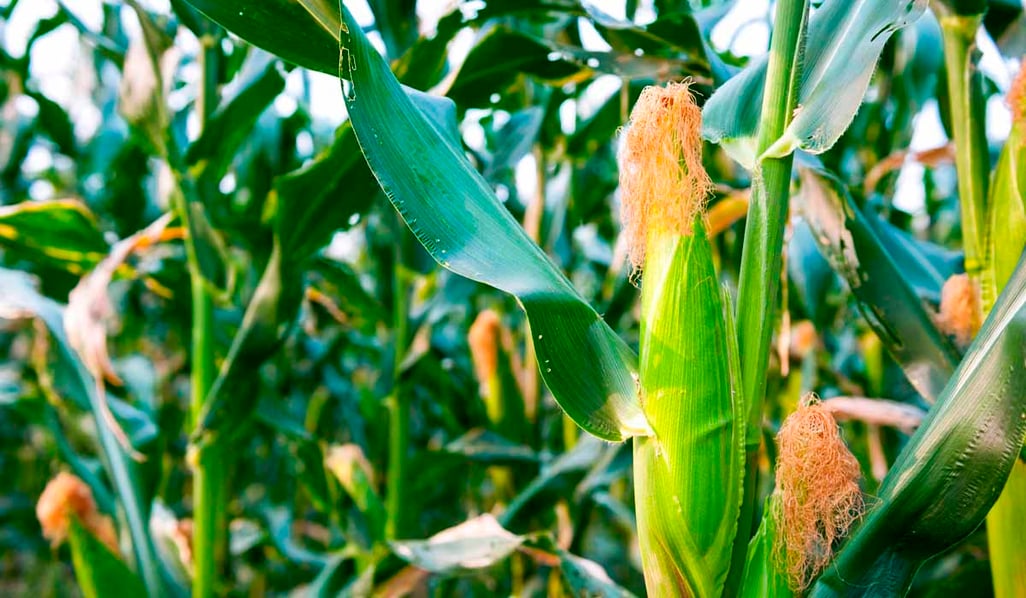 13 Warm Season Vegetables For Your Colorado Garden