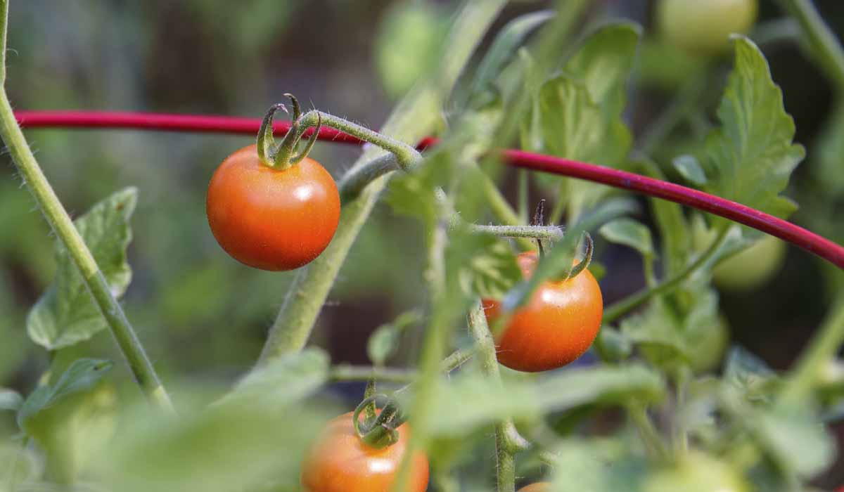 13 Warm Season Vegetables For Your Colorado Garden